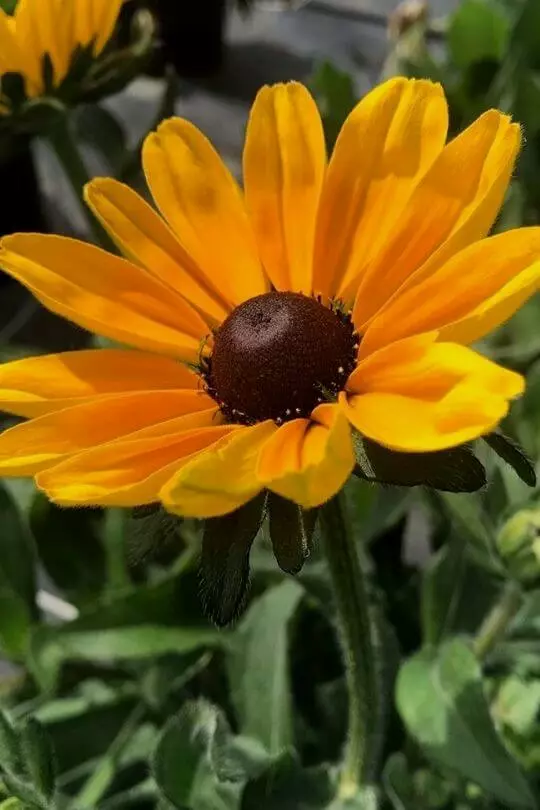 Types Of Daisies: 30 Colorful Daisy Flower Varieties For Your Garden
