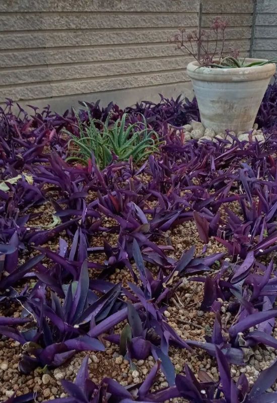 14 Sensational Purple Succulents You Will Love - Gardening Chores