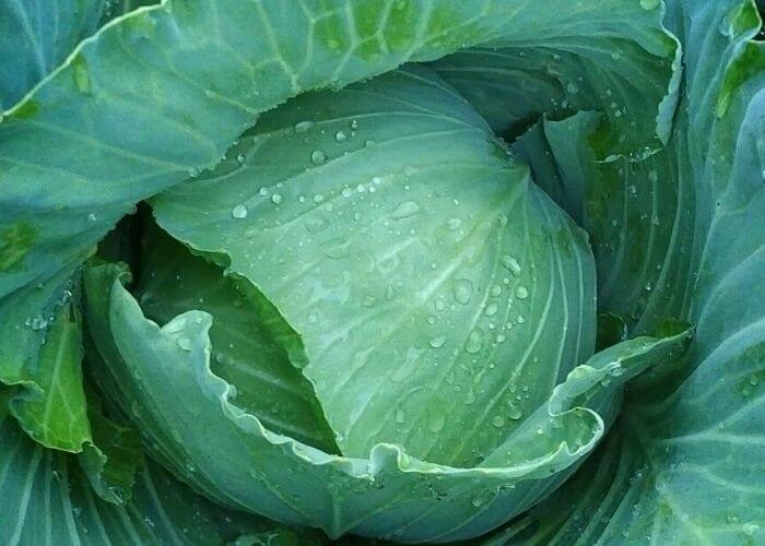 14 Different Types Of Cabbage Varieties For Your Garden - Gardening Chores
