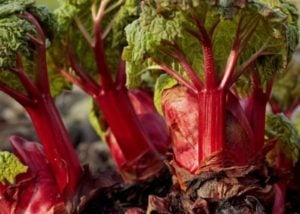 14 Absolute Best Rhubarb Varieties To Grow In Your Garden - Gardening ...