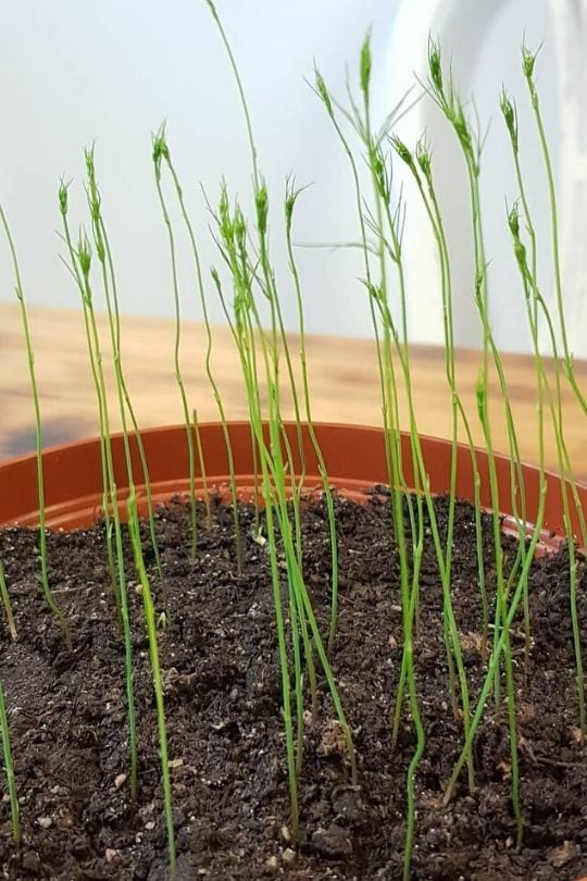 How To Grow Asparagus In A Container: Complete Growing Guide