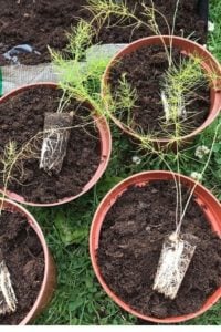 How To Grow Asparagus In A Container: Complete Growing Guide