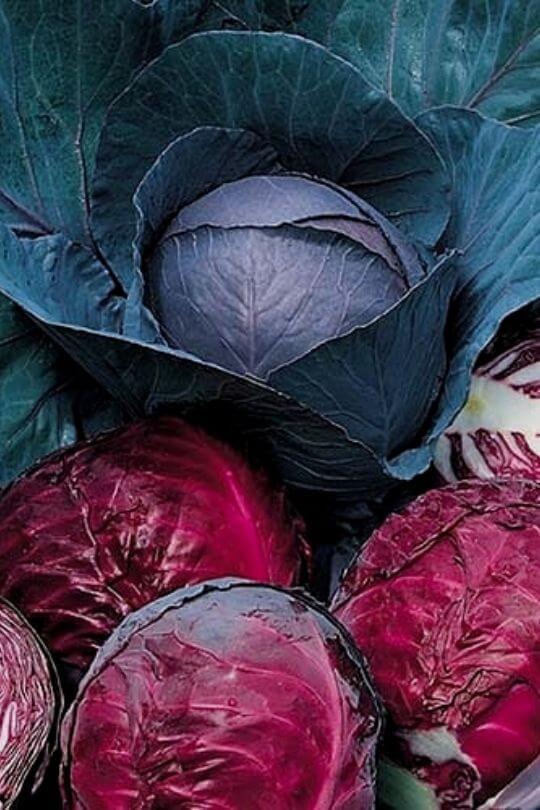 14 Different Types Of Cabbage Varieties For Your Garden - Gardening Chores