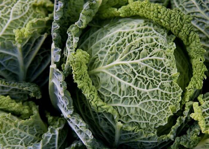 14 Different Types Of Cabbage Varieties For Your Garden - Gardening Chores