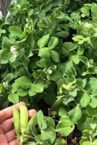 The Complete Guide To Growing Peas In Containers - Gardening Chores