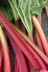 14 Absolute Best Rhubarb Varieties To Grow In Your Garden - Gardening ...