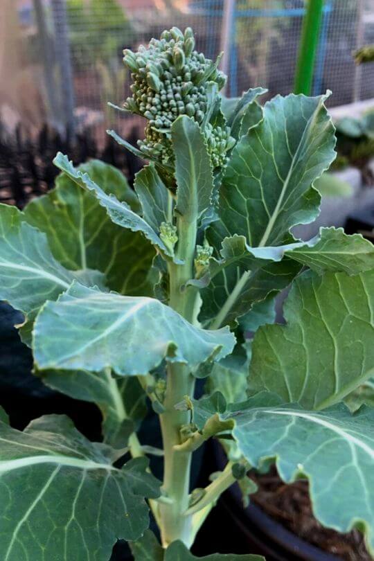 Broccoli Varieties: 20 Types Of Broccoli You Can Grow - Gardening Chores
