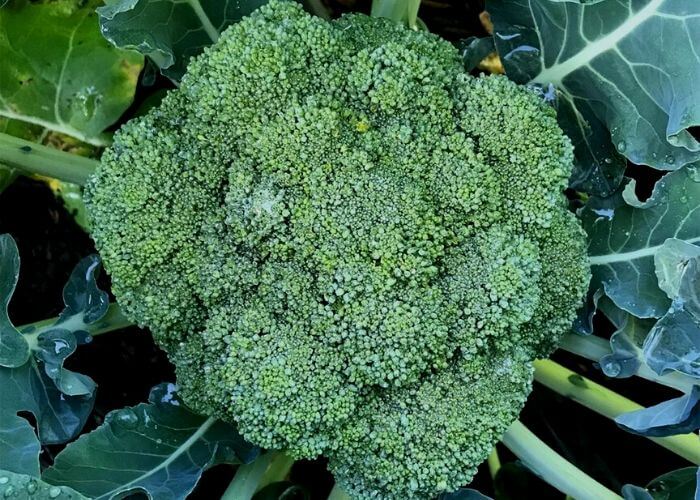 Broccoli Varieties: 20 Types Of Broccoli You Can Grow - Gardening Chores