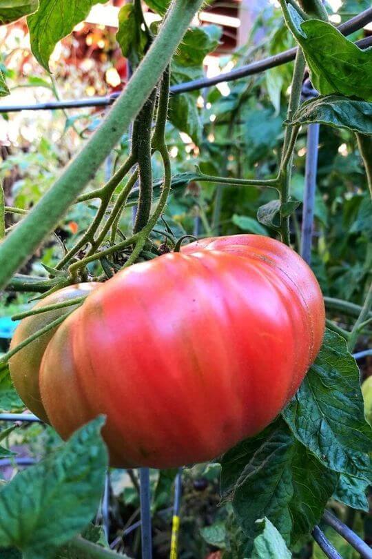 18 Of The Best Heirloom Tomato Varieties To Grow - Gardening Chores