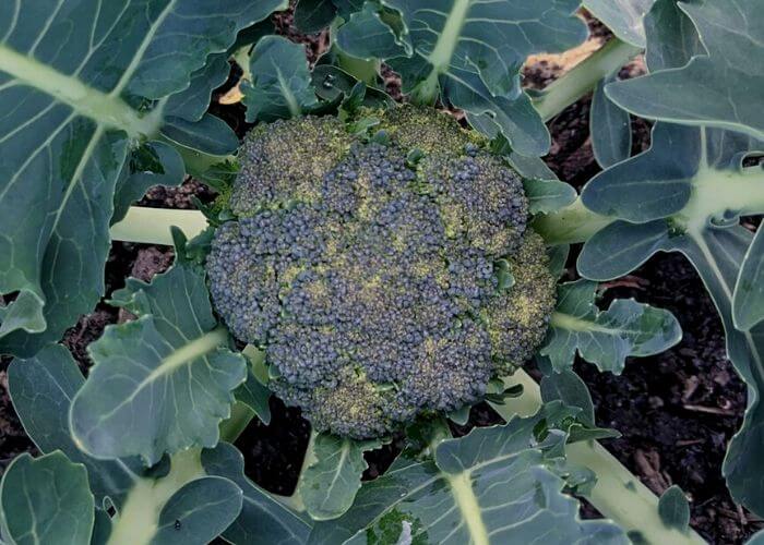Broccoli Varieties: 20 Types Of Broccoli You Can Grow - Gardening Chores