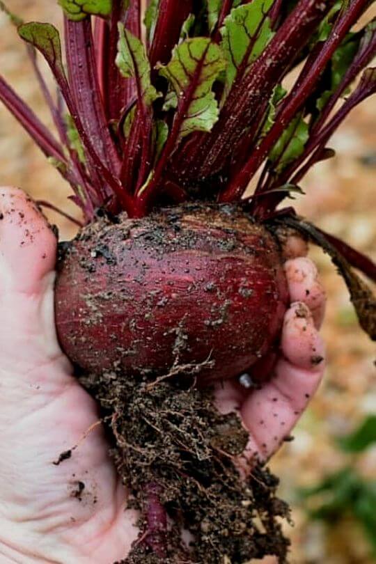 20 Best Type Of Beet Varieties To Grow - Gardening Chores