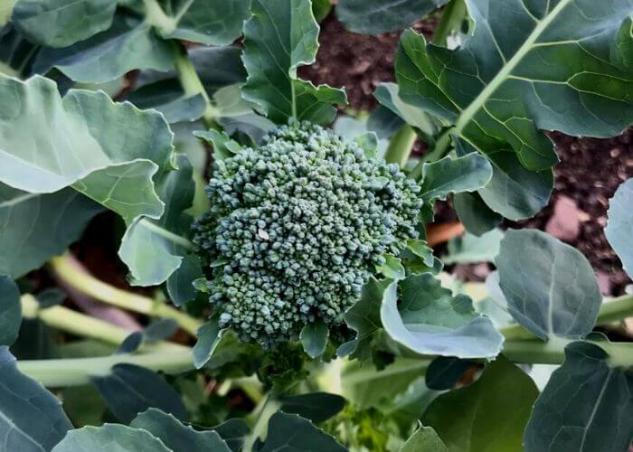 Broccoli Varieties: 20 Types Of Broccoli You Can Grow - Gardening Chores