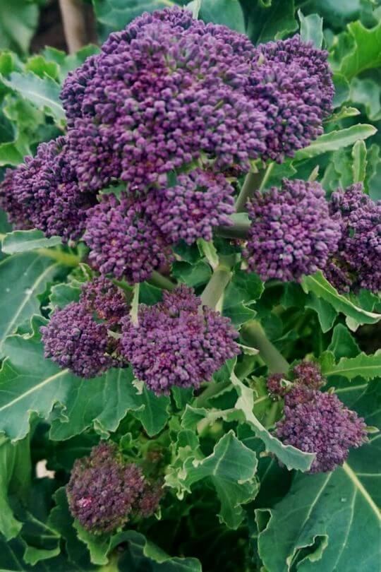 Broccoli Varieties: 20 Types Of Broccoli You Can Grow - Gardening Chores