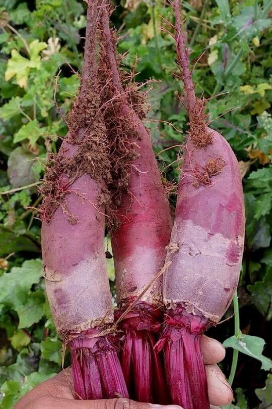 20 Best Type Of Beet Varieties To Grow - Gardening Chores