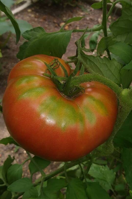 18 Of The Best Heirloom Tomato Varieties To Grow - Gardening Chores