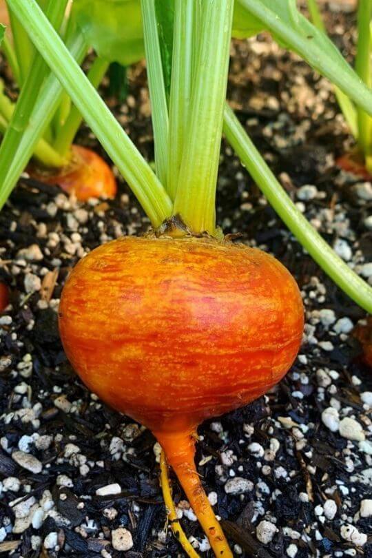 20 Best Type Of Beet Varieties To Grow - Gardening Chores