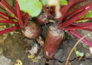 20 Best Type Of Beet Varieties To Grow - Gardening Chores