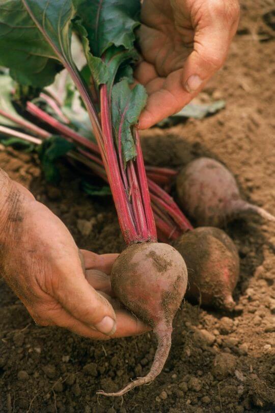 20 Best Type Of Beet Varieties To Grow - Gardening Chores