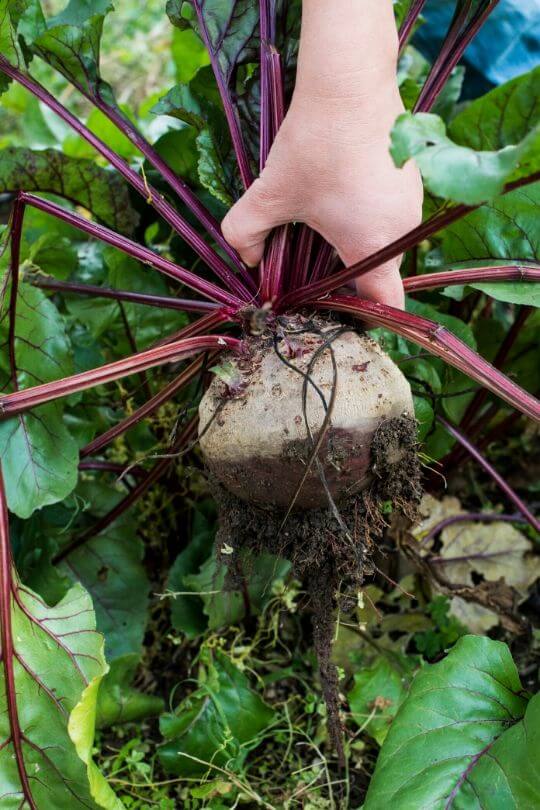 20 Best Type Of Beet Varieties To Grow - Gardening Chores