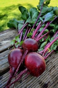20 Best Type Of Beet Varieties To Grow - Gardening Chores