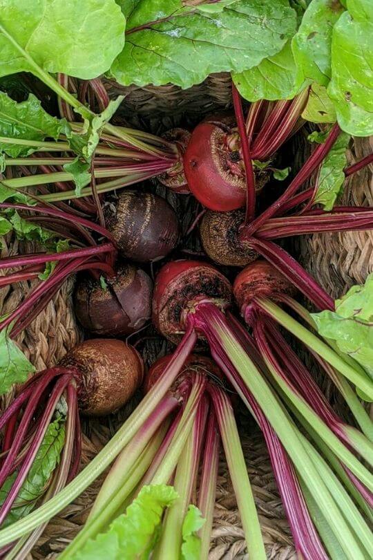 20 Best Type Of Beet Varieties To Grow - Gardening Chores