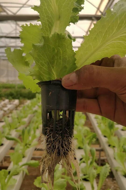 The Kratky Method: Growing With With Passive Hydroponic Technique