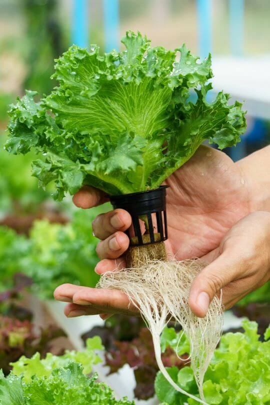 The Kratky Method: Growing With With Passive Hydroponic Technique