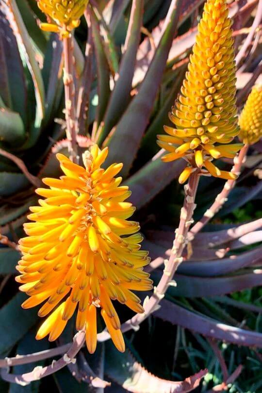 20 Long Blooming Perennials For Season-Long Color - Gardening Chores