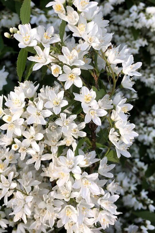 15 Immaculate White Flowering Trees to Bring Luminosity to Your Garden