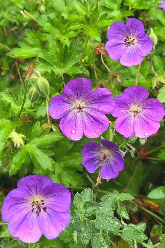 25 Gorgeous Purple Perennial Flowers That Will Bloom Forever