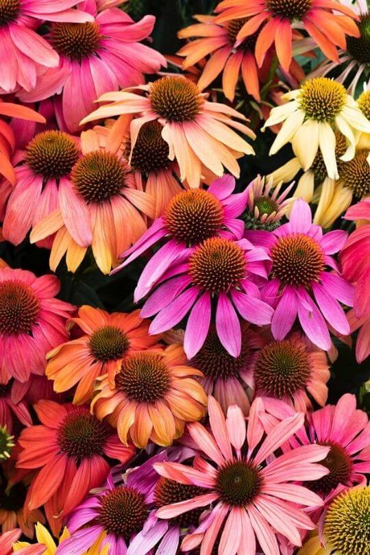27 Gorgeous Coneflower (Echinacea) Varieties To Grow - Gardening Chores