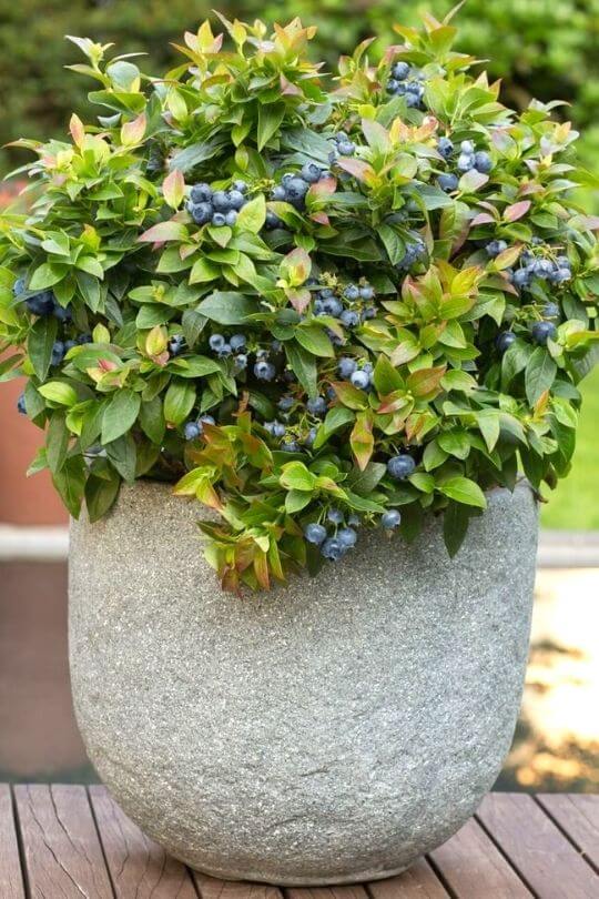 The Ultimate Guide To Growing Blueberries In Containers