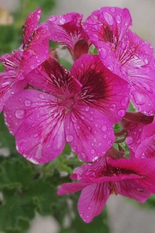 Shade-Loving Perennials: 25 Best Perennial Flowers For Shade