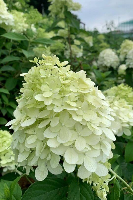 15 Immaculate White Flowering Trees to Bring Luminosity to Your Garden