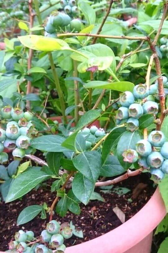 How to Grow Blueberries in Containers So They Actually Fruit — Not Just ...