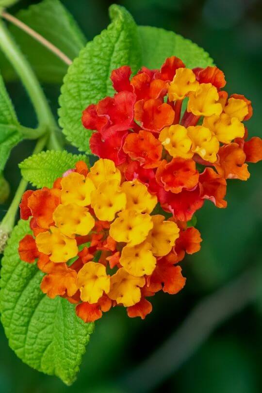 10 Of The Best Lantana Flower Varieties For Your Garden