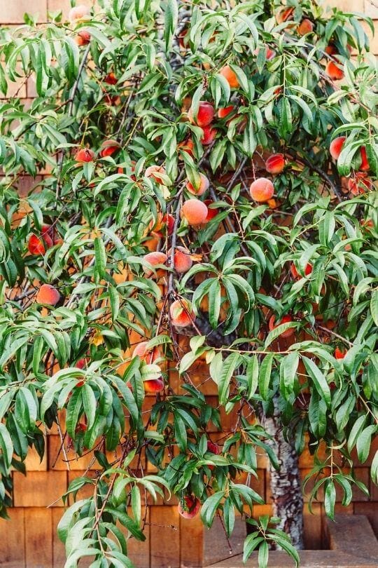15 Best Indoor Fruit Trees That Will Thrive In Your Living Room