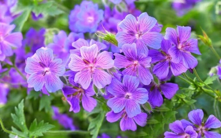 25 Gorgeous Purple Perennial Flowers That Will Bloom Forever