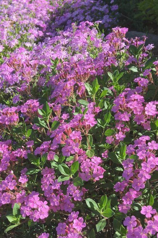 25 Gorgeous Purple Perennial Flowers That Will Bloom Forever