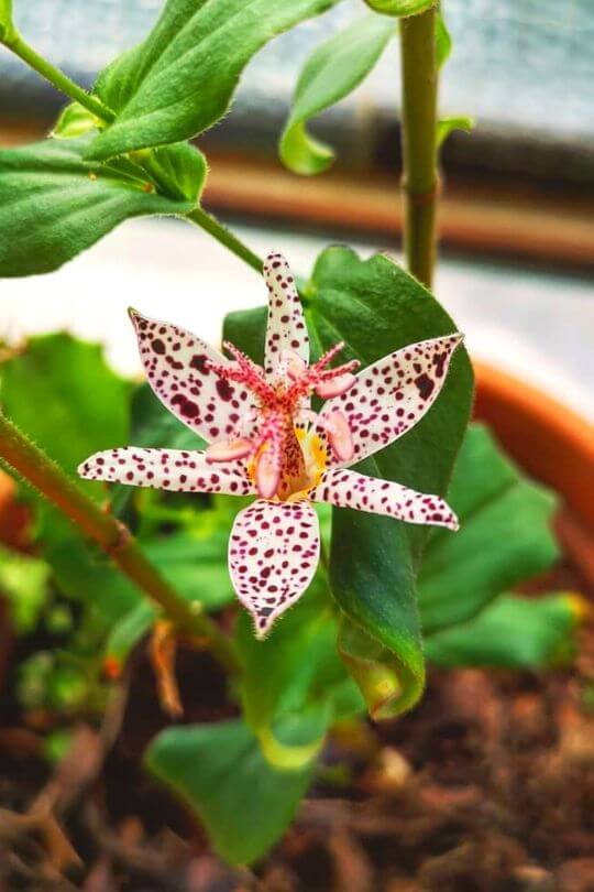 Shade-Loving Perennials: 25 Best Perennial Flowers For Shade