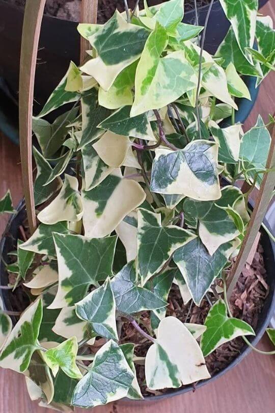 15 Different Types Of Ivy Plants For Indoors & Outdoors (With Pictures)
