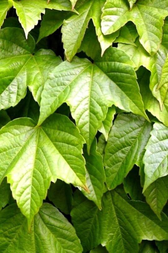 15 Different Types Of Ivy Plants For Indoors & Outdoors (With Pictures)