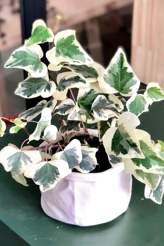 15 Different Types Of Ivy Plants For Indoors & Outdoors (With Pictures)