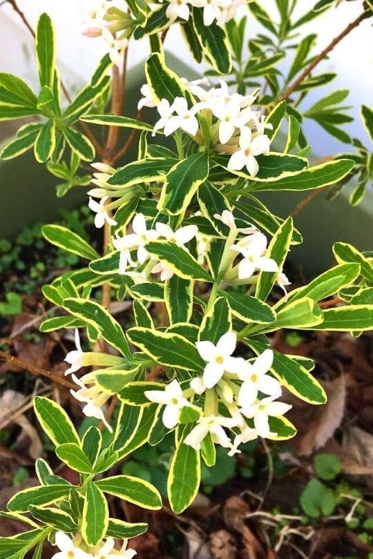 50 Different Types Of Shrubs & Bushes With Pictures & Care Guide