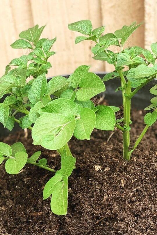 Potato Plant spacing: How Far Apart To Plant Potatoes?