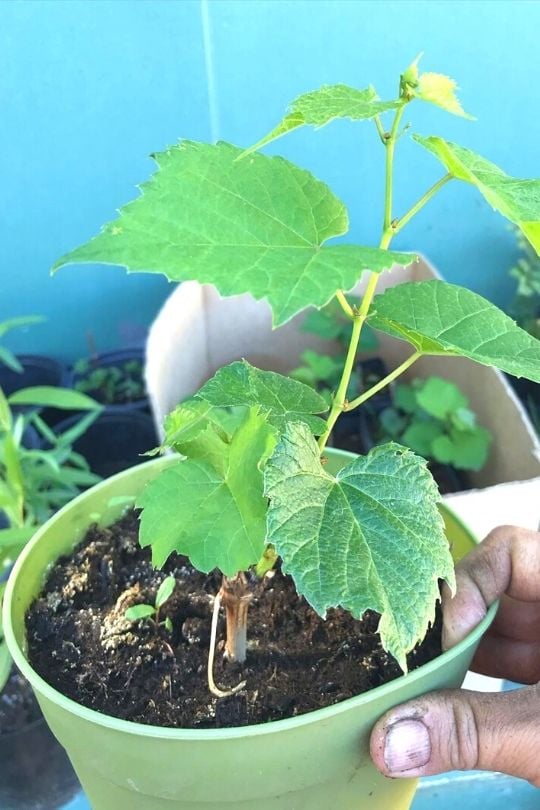 Growing Grapes In Containers: How To Grow Grape Vines In Pots