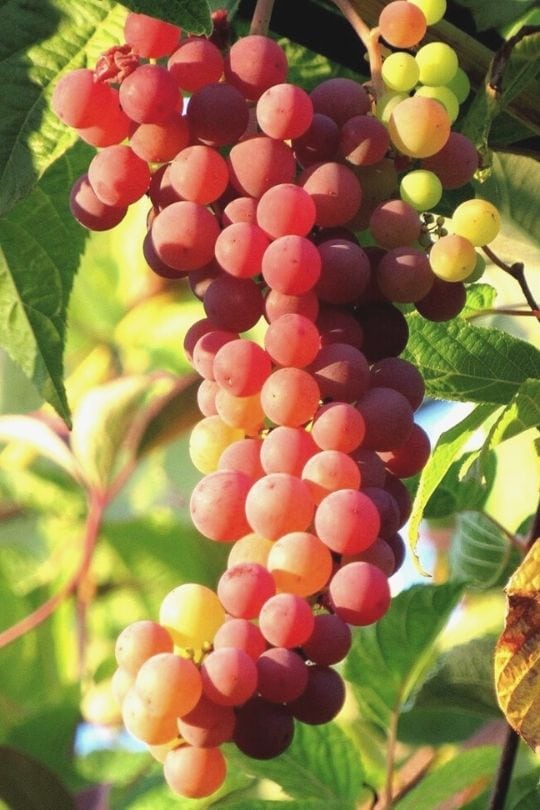 Growing Grapes In Containers: How To Grow Grape Vines In Pots