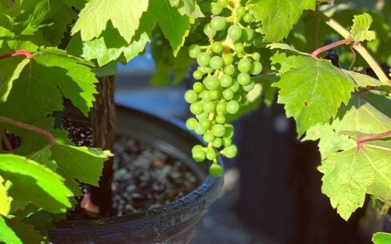 Growing Grapes In Containers: How To Grow Grape Vines In Pots