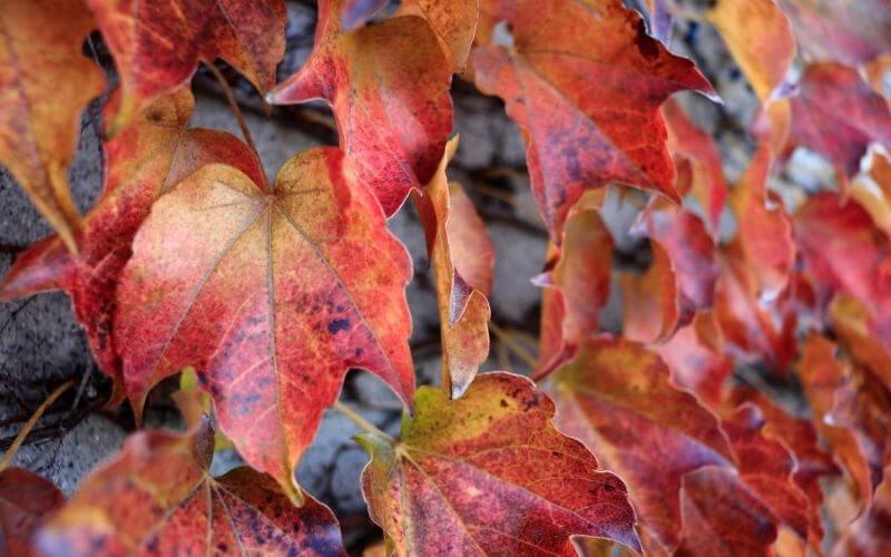 15 Different Types Of Ivy Plants For Indoors & Outdoors (With Pictures)