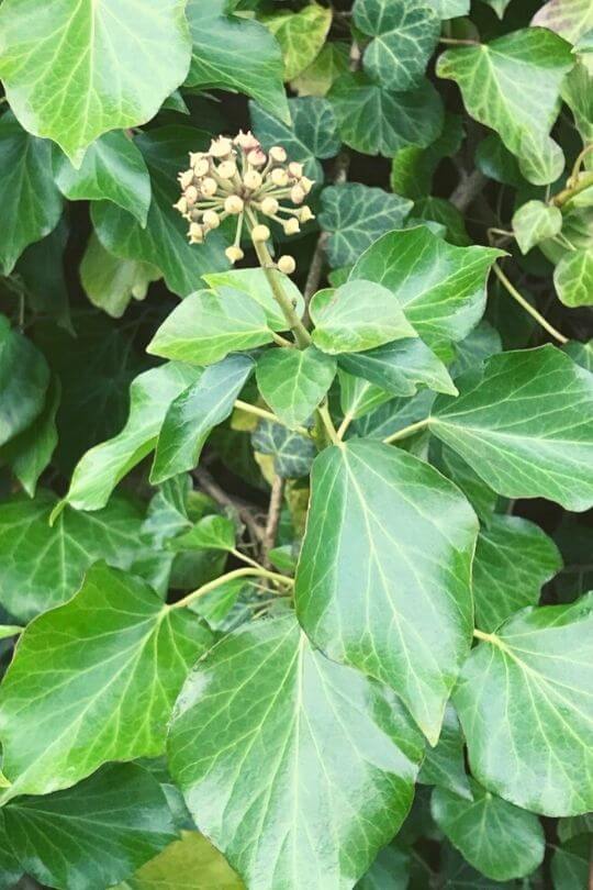 What Are The Different Types Of Ivy With Pictures